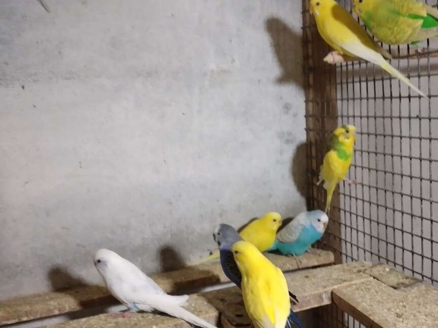 Волнистый попугай