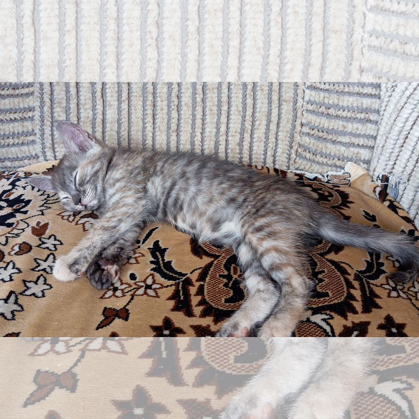 Котенок