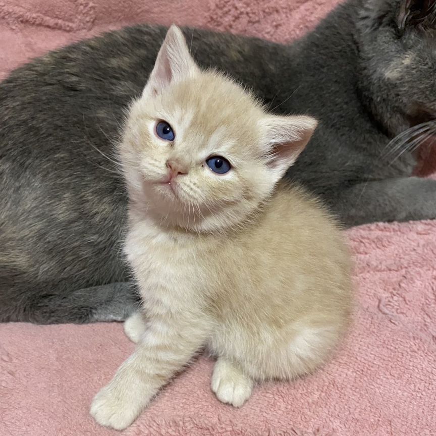 Шотландский прямоухий короткошёрстный котёнок