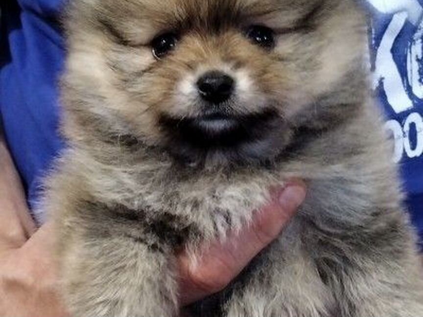 Щенки шпица