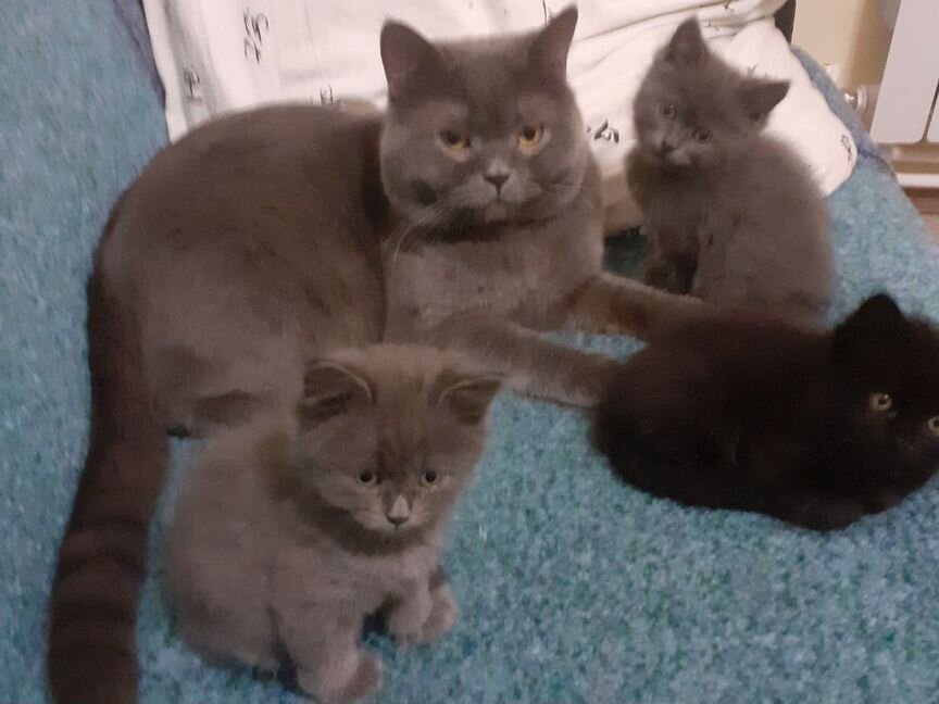 Котята в добрые руки девочки