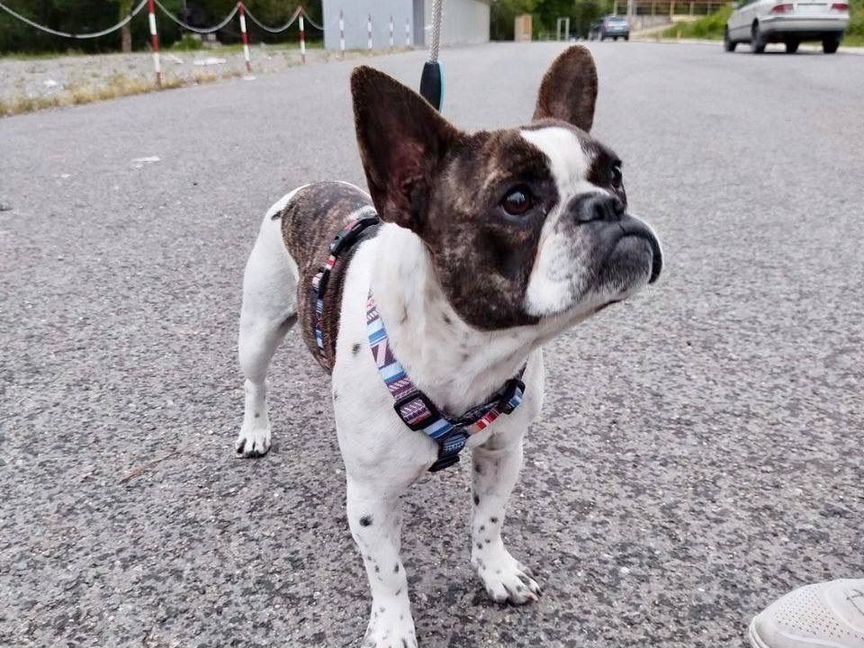 Французский бульдог в добрые руки отдам бесплатно