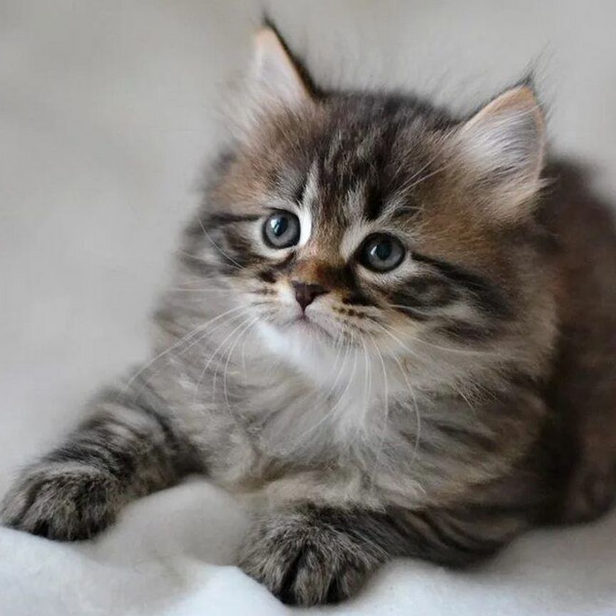 Сибирские котята, мальчики
