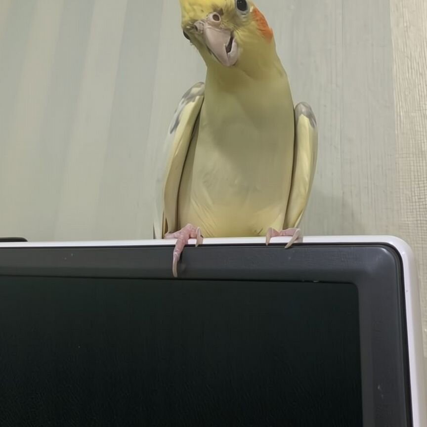 Попугай корелла