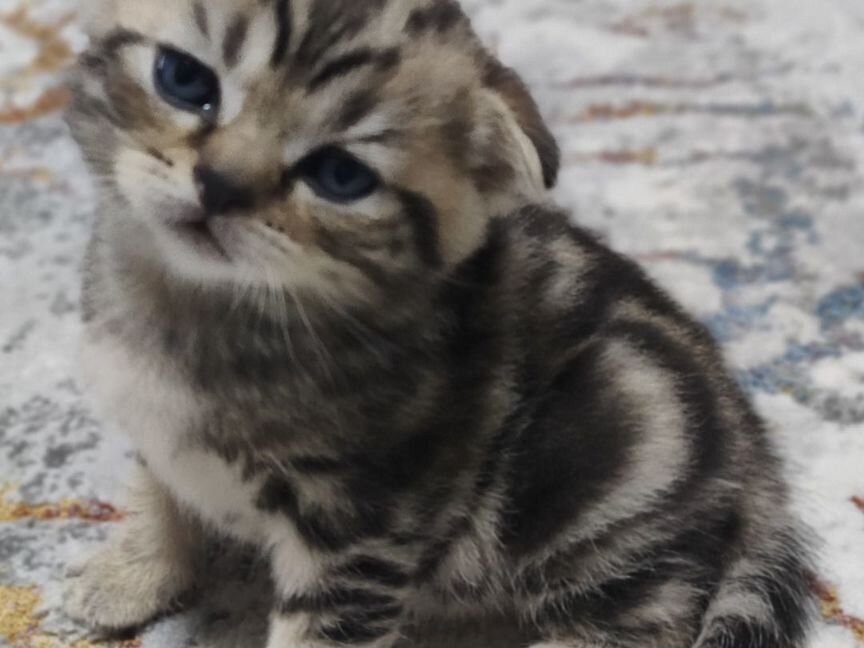 Шотландские котята