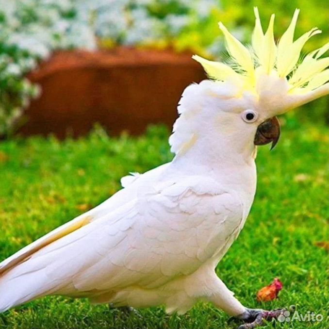 Какаду желтохохлый