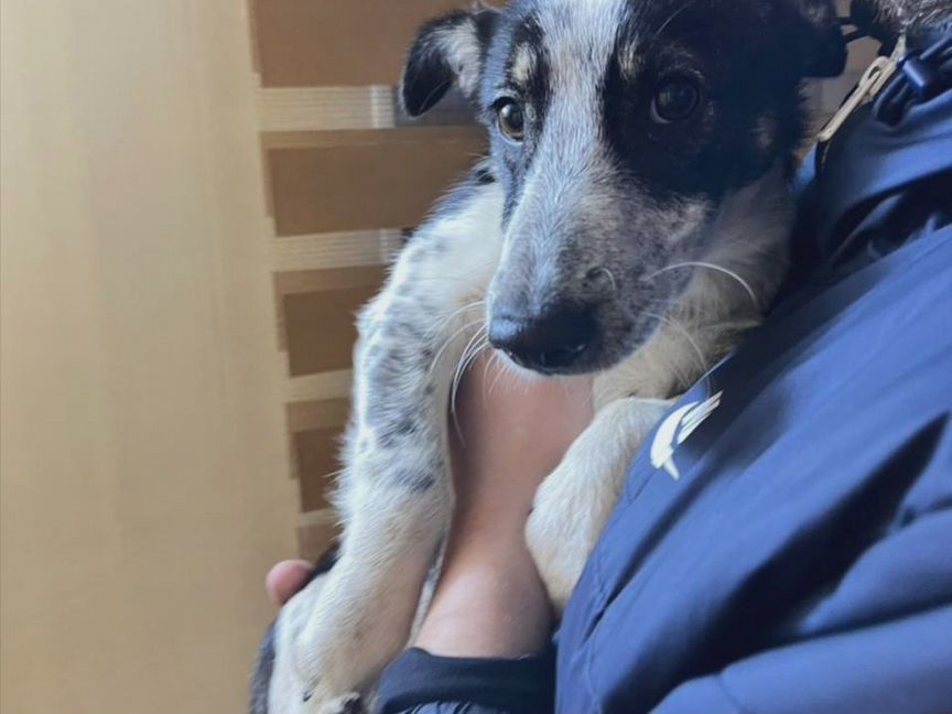 Оставили в отлове