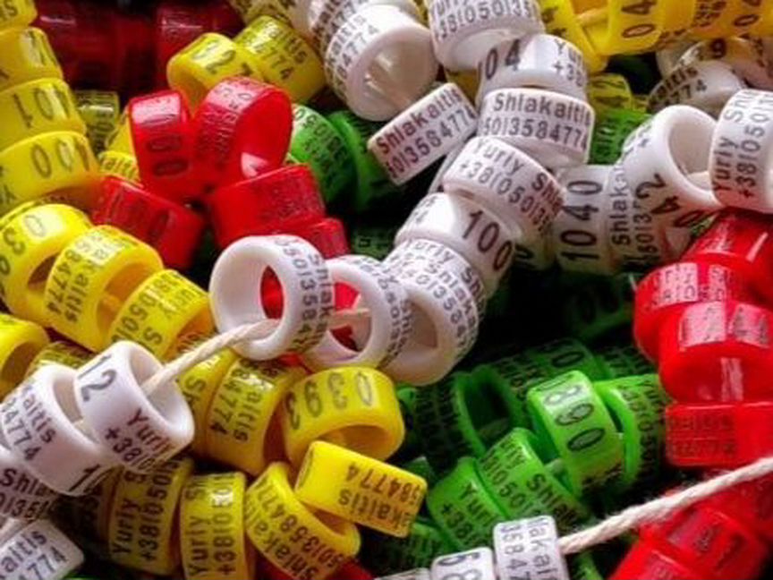 Кольцо на голубя именное