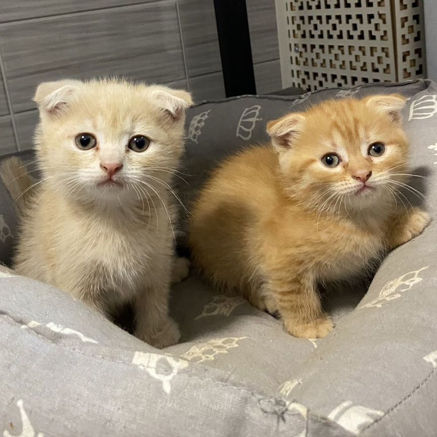 Вислоухие котята