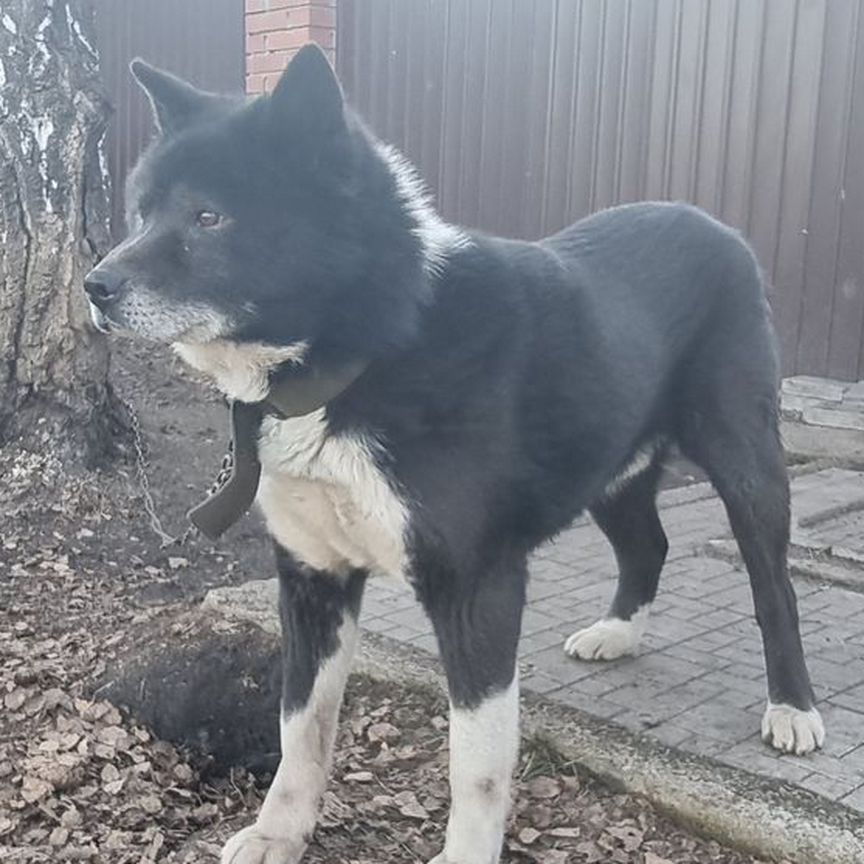 Аляскинский хаски, взрослый пёс