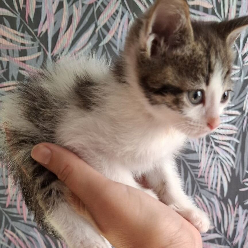 Отдам малыша котёночка