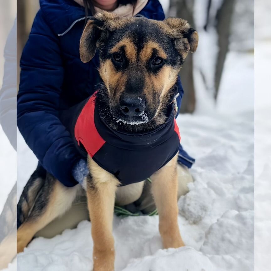 Щенок в добрые руки