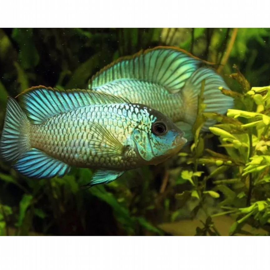 Нанокара электрик блю