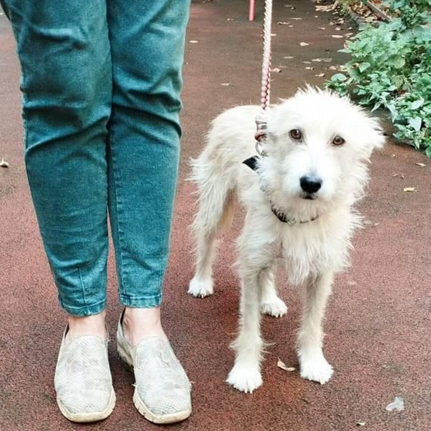 Взрослая собака в добрые руки