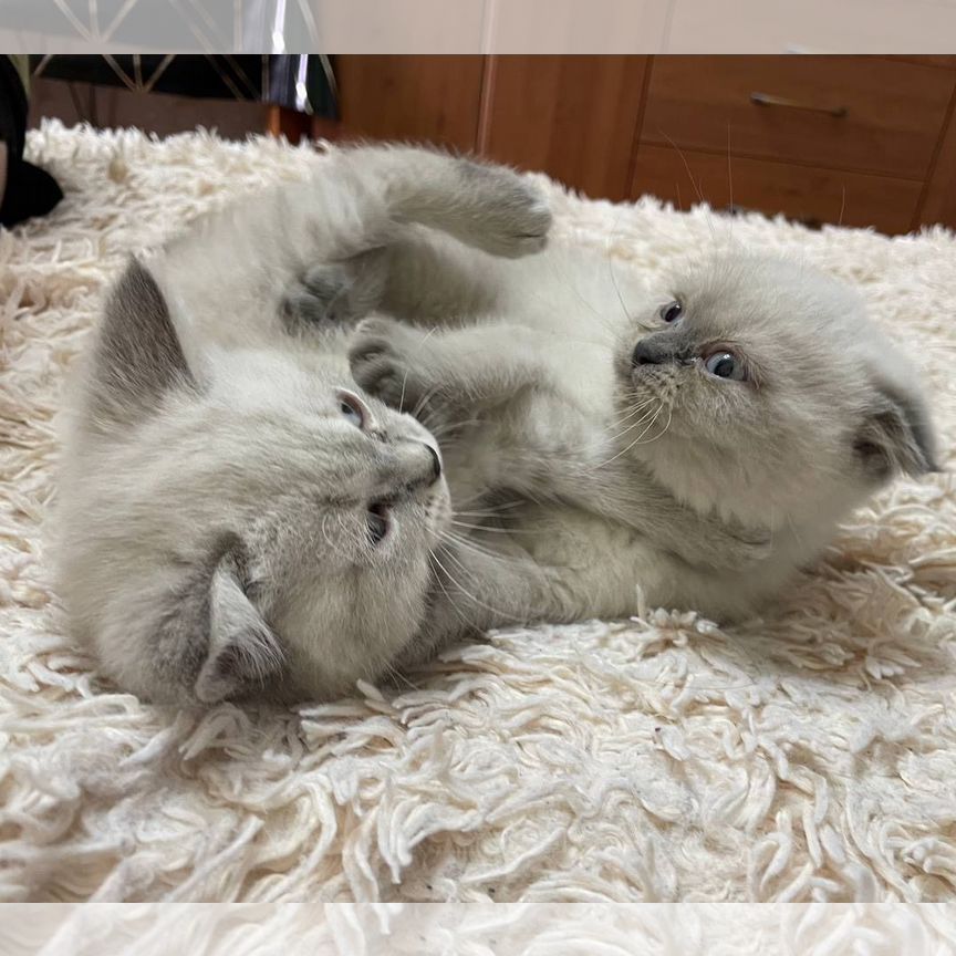 Шотландские котята