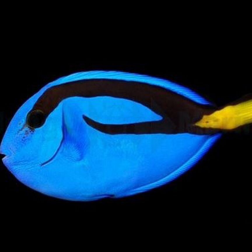 Морская рыба Голубой хирург Хепатус под заказ