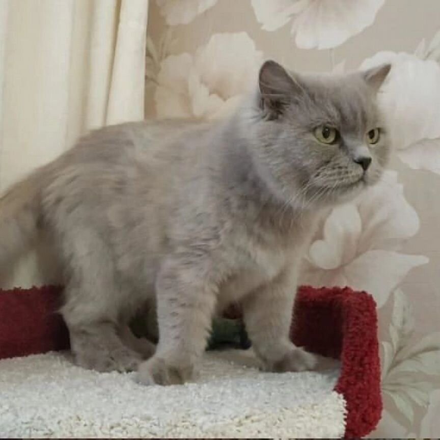 Кошечка ищет надежных хозяев