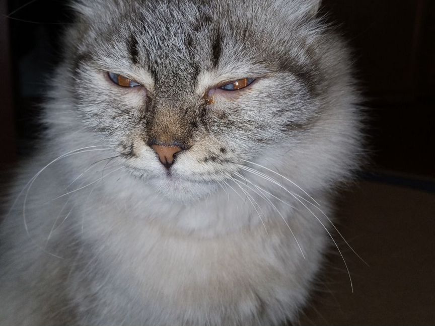 Котенок и кошка в добрые руки