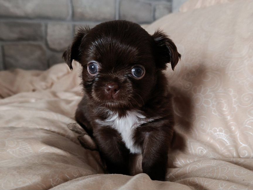 Щенки чихуахуа большой выбор окрасов