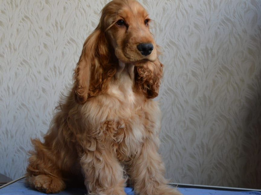Английский коккер спаниель