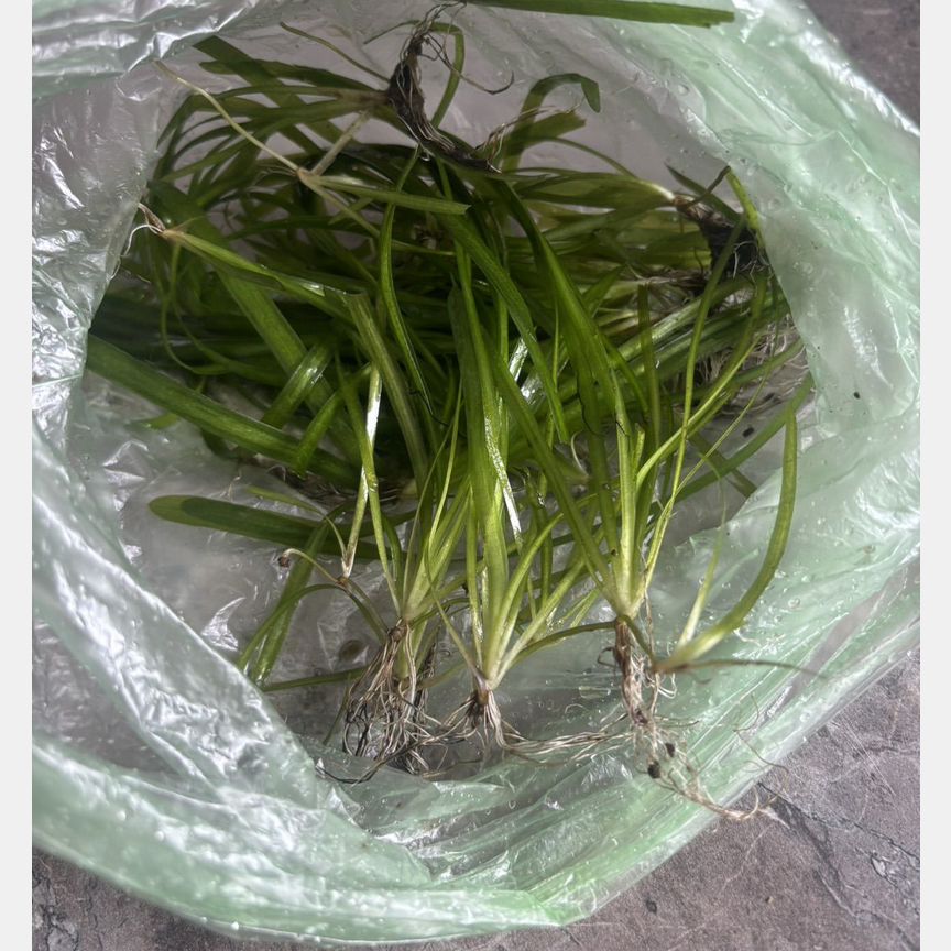 Валиснерия, аквариумные растения, улитки