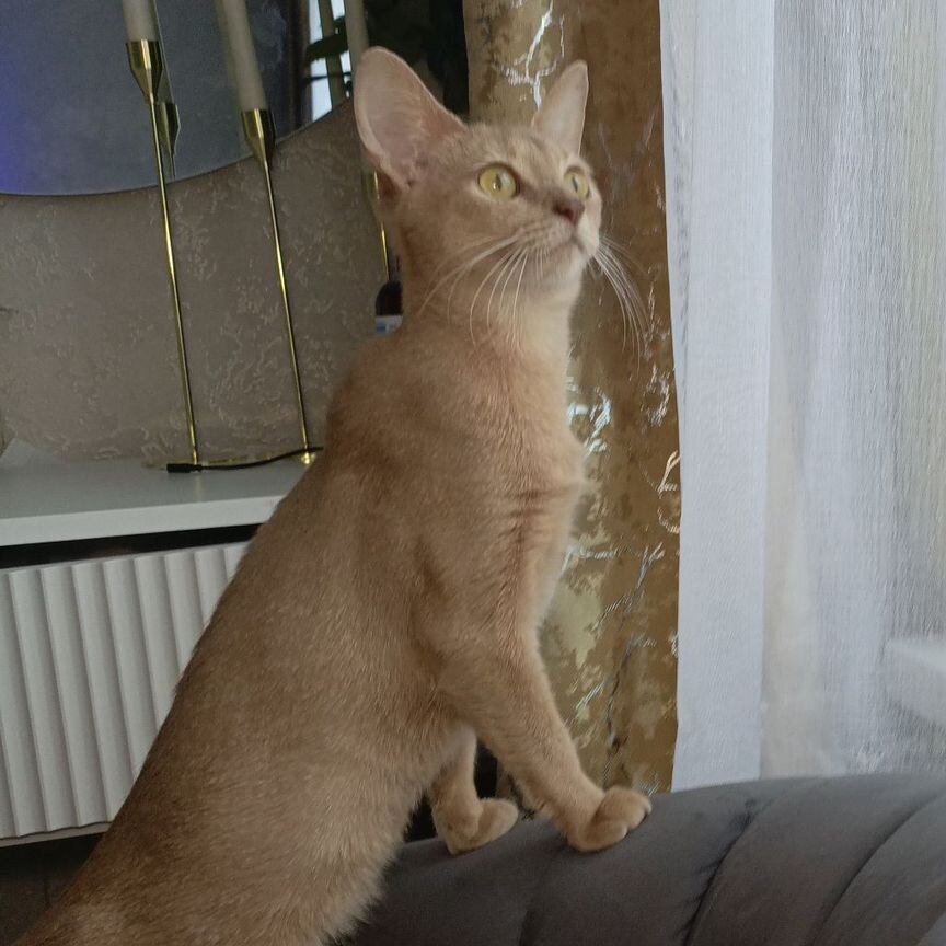 Абиссинская, взрослая кошка