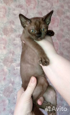 Бурманские котодетки