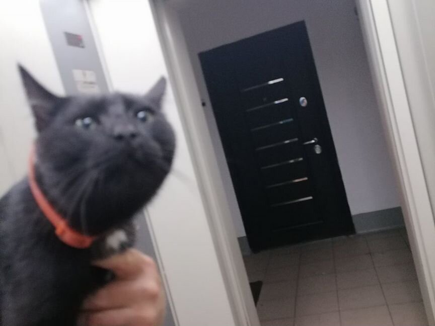 Кот ласкуша