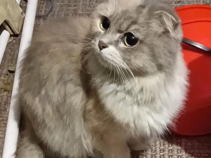 Красивая вислоухая кошечка