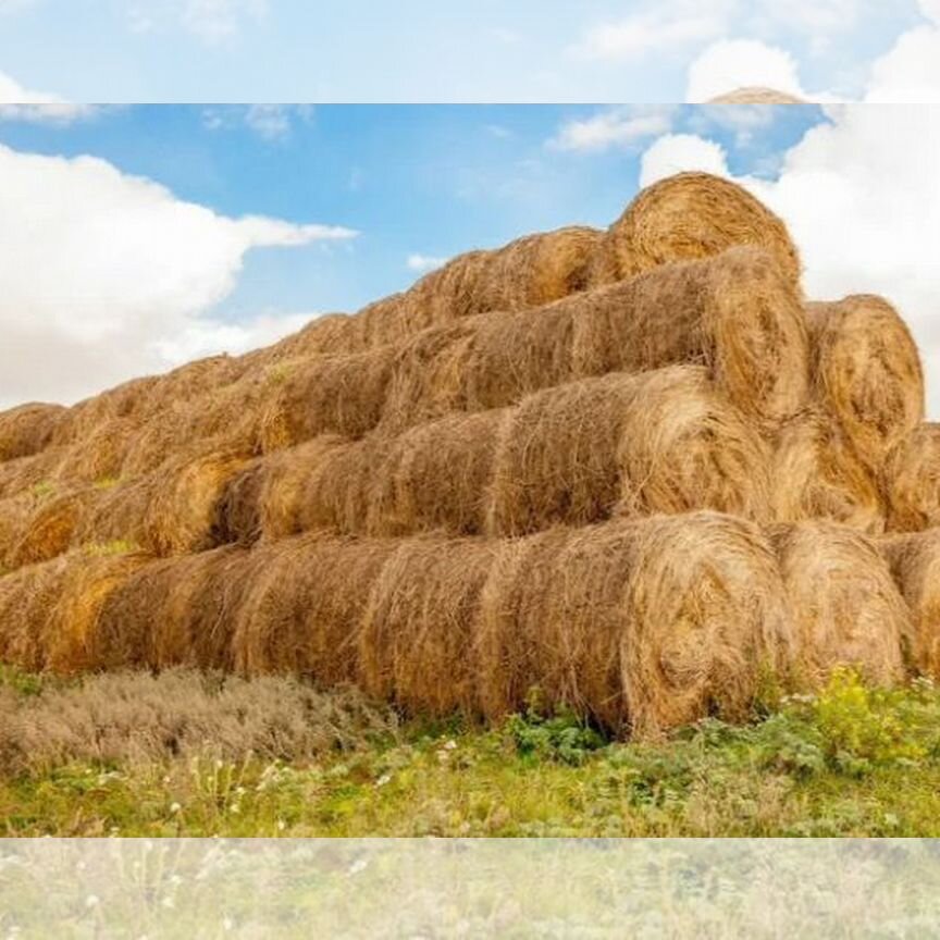 Продам сено в тюках