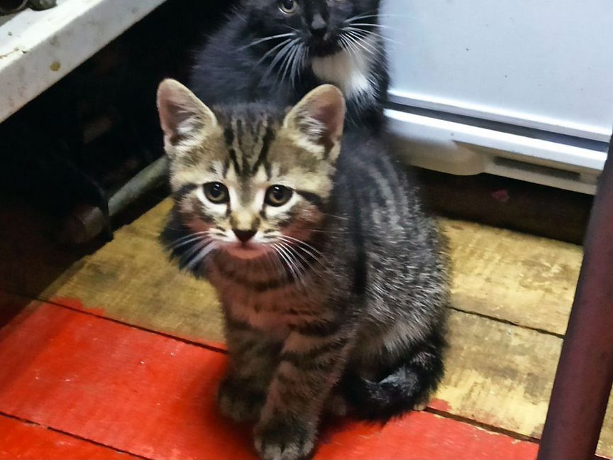 Котенок в дар бесплатно