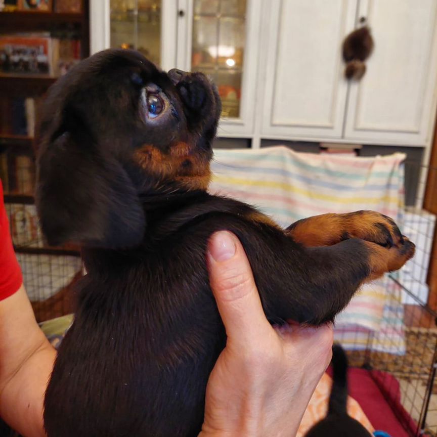 Щенок птибрабансон