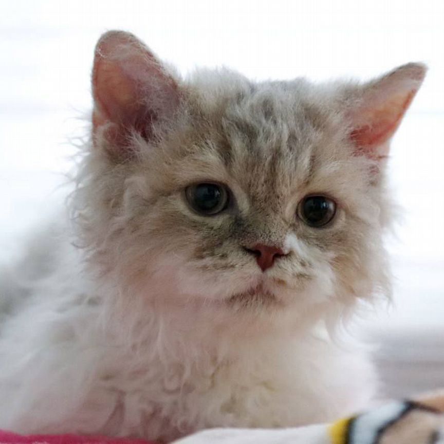Котик, мальчик, 4 месяца, окрас: Лиловый биколор