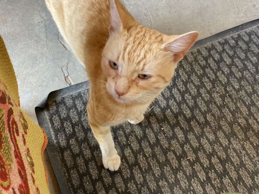 Найден рыжий кот