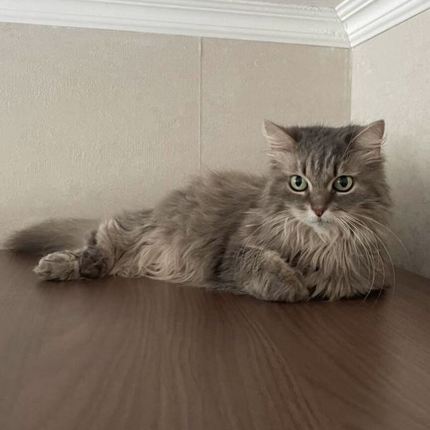 Кошка-старушка в добрые руки