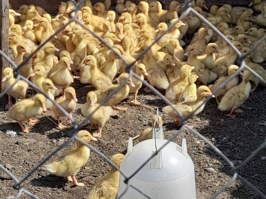 Утята Черри велли 7 дней