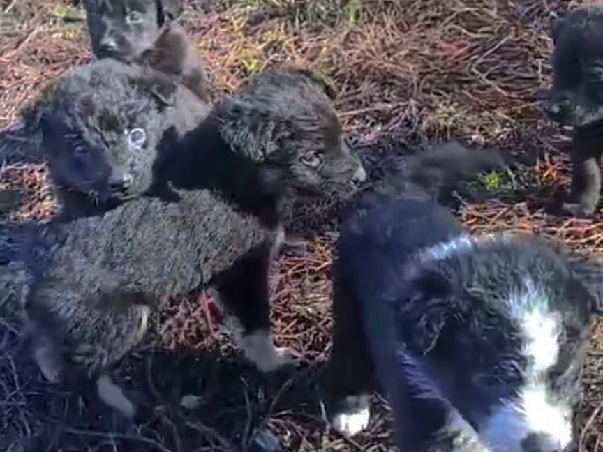 Пастушьи щенки