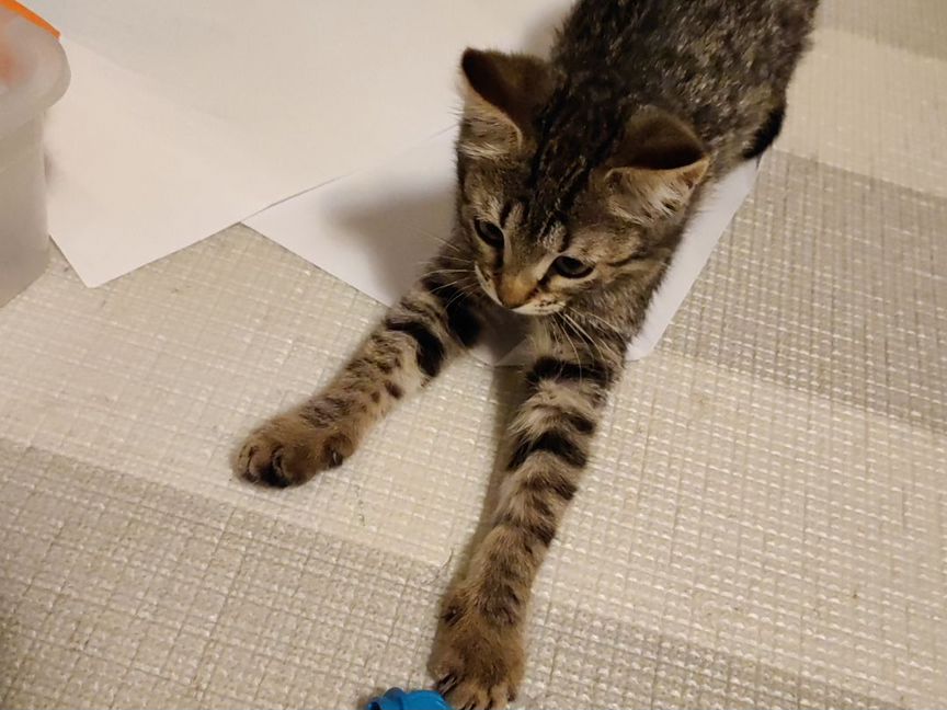 Котенок девочка 4 месяца