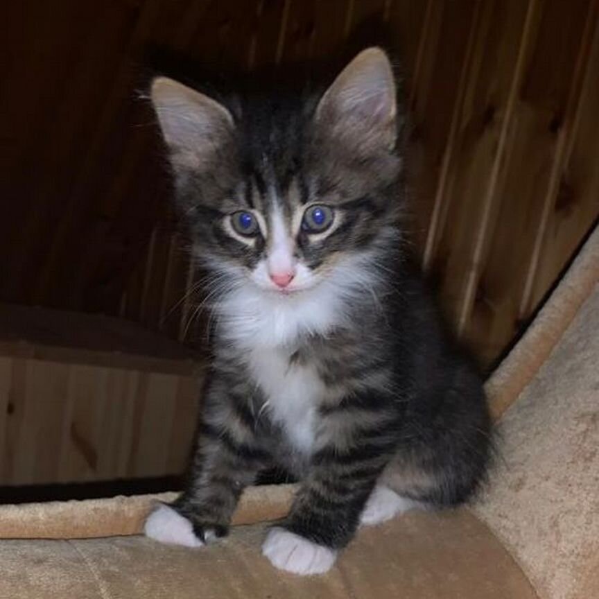 Котята малыши 1,5 мес. в добрые руки