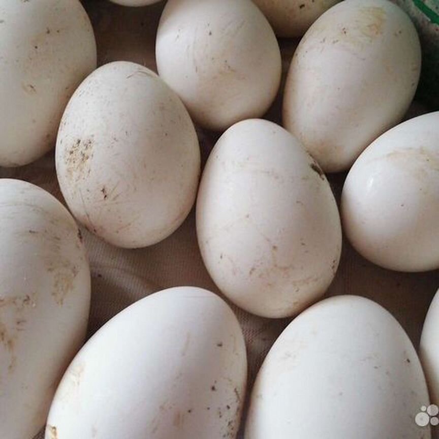 Инкубационное яйцо гусей серых крупных