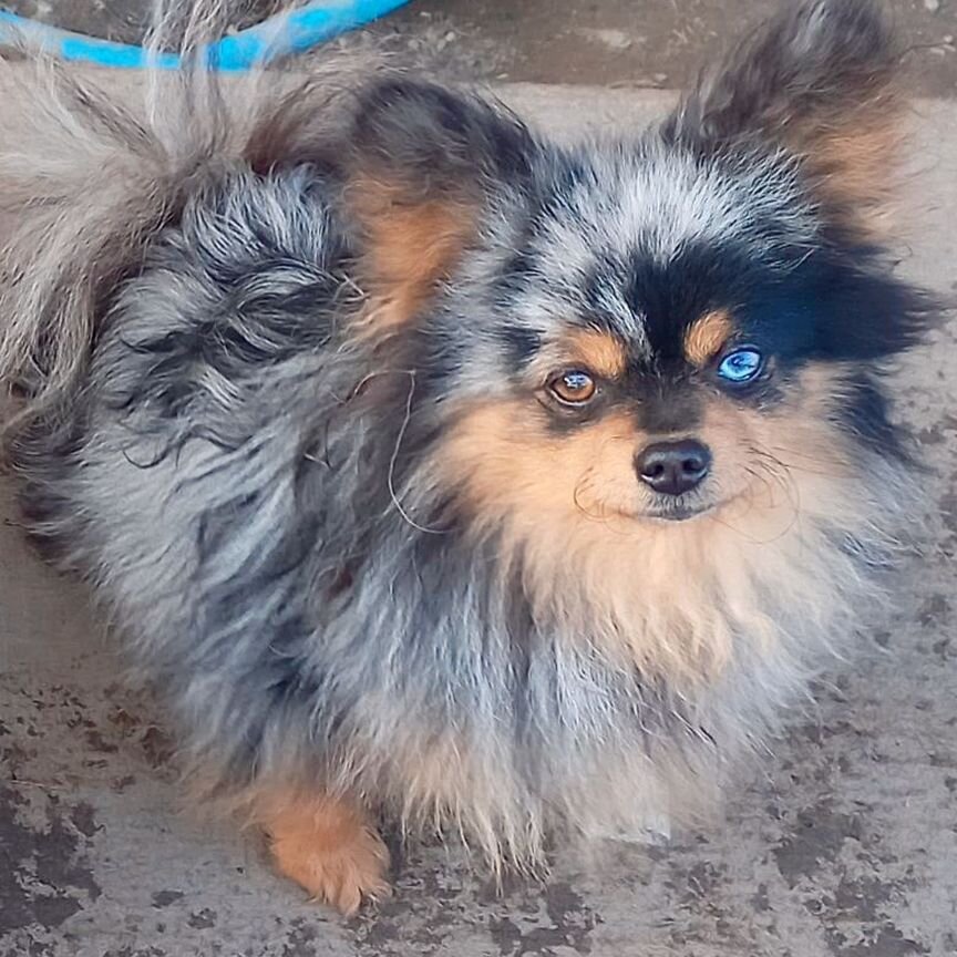 Шпиц девушка. Доставка. Привита