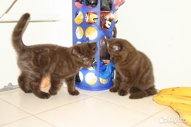 Британские Шоколадки 2.5 мес