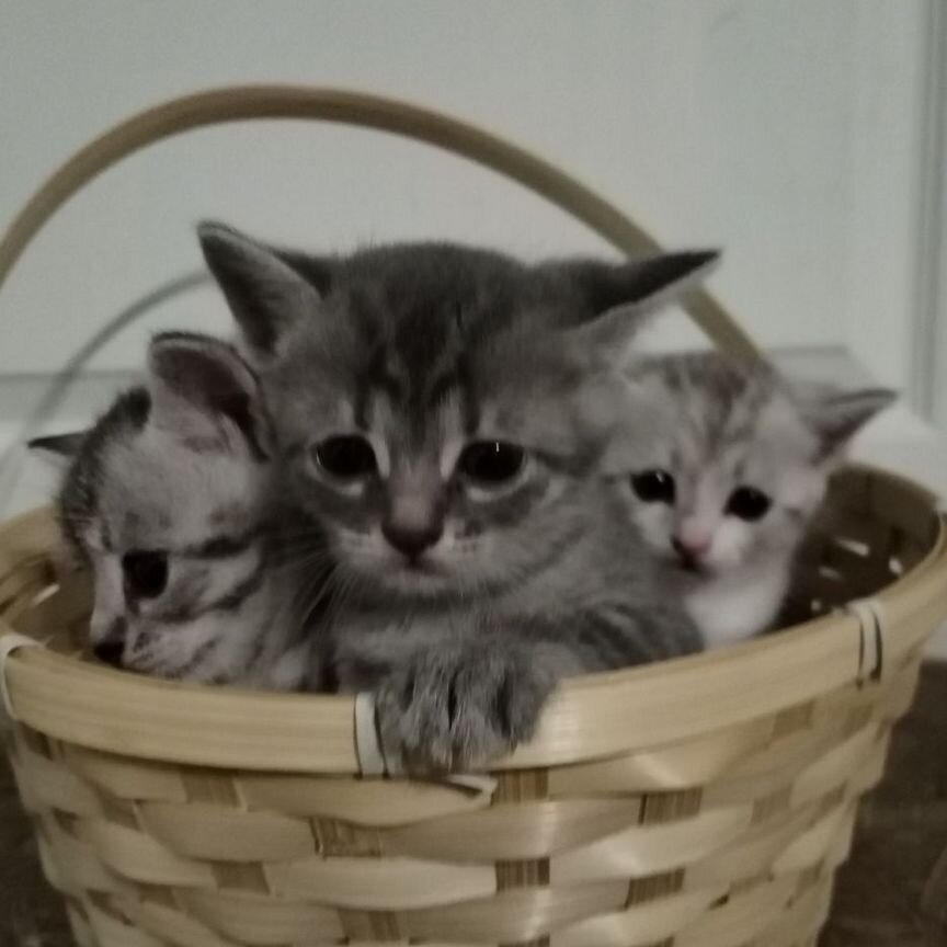 Шотландские прямоухие котята пушистые