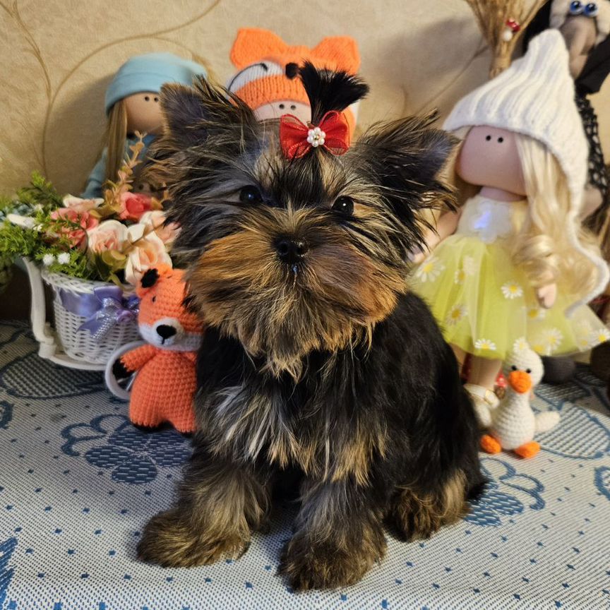 Йоркширский терьер, щенок