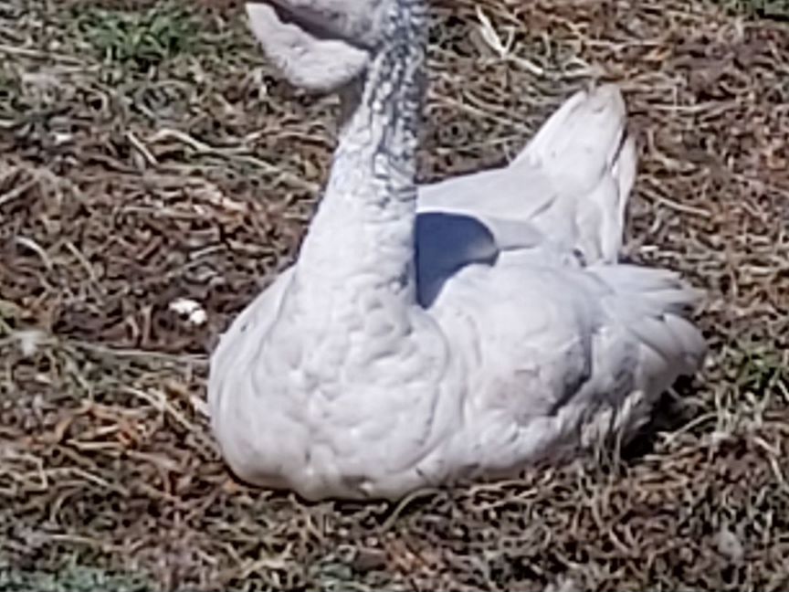 Петушок брама куропатчатая и гусята холмогоры