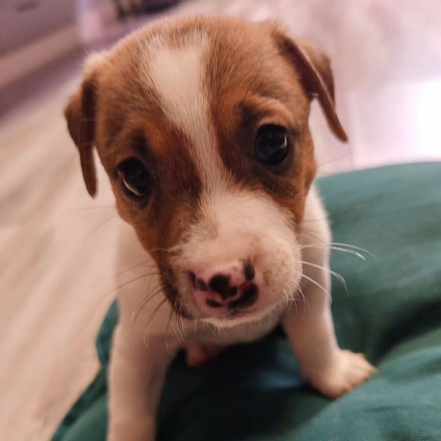 Джек-рассел-терьер, щенок