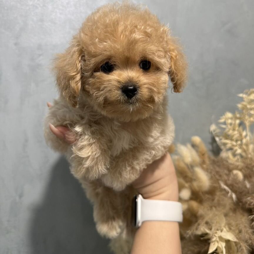 Мальтипу, щенок