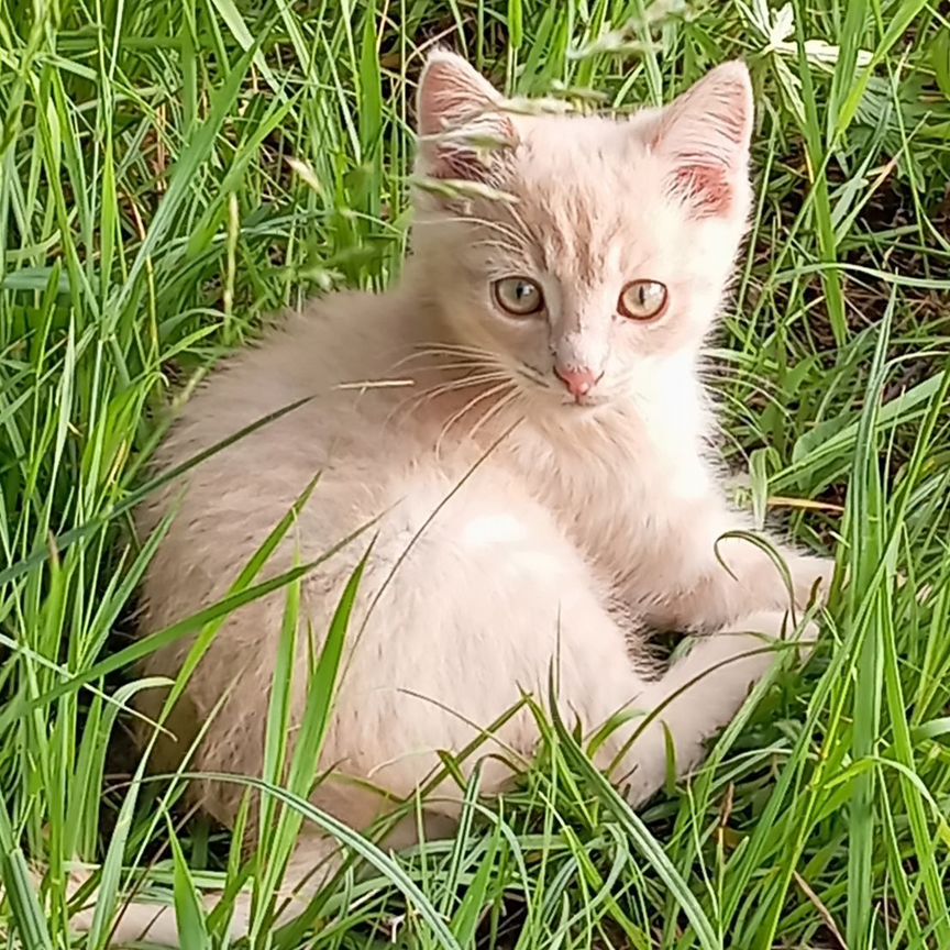 Котёнок