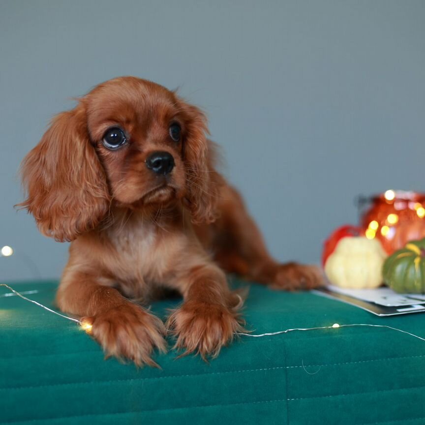 Девочки Кавалер кинг Чарльз спаниель рубин