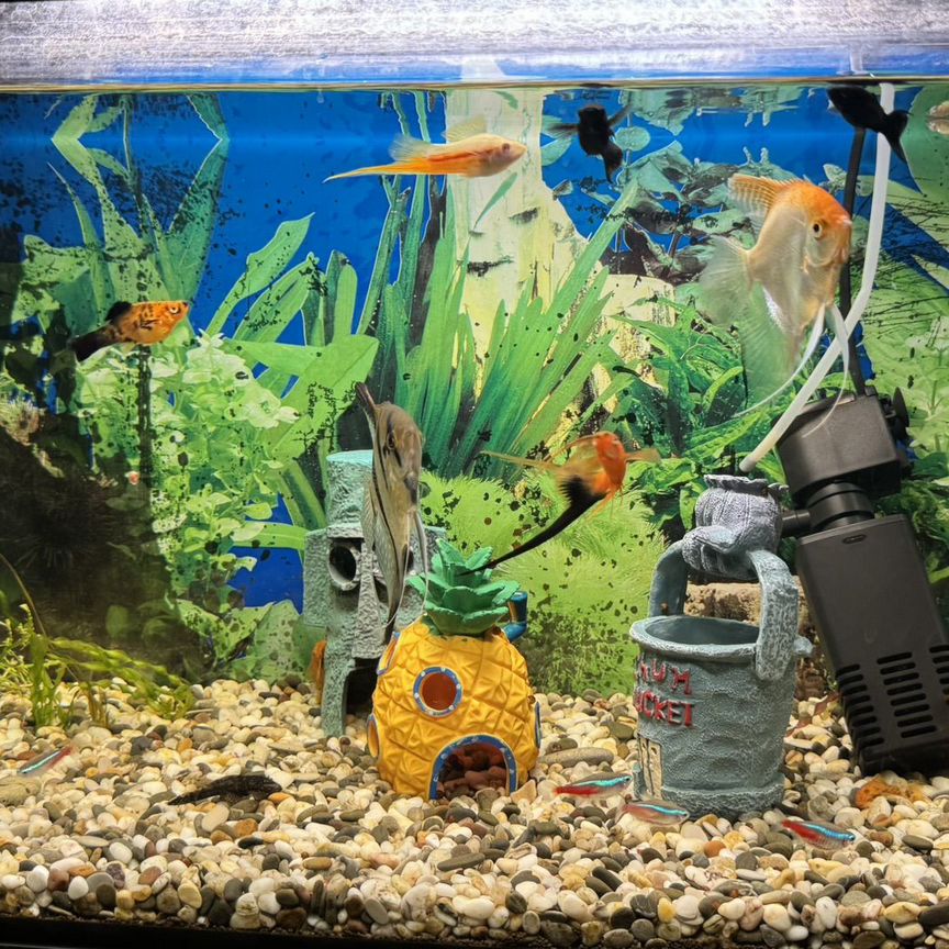 Аквариум с рыбками
